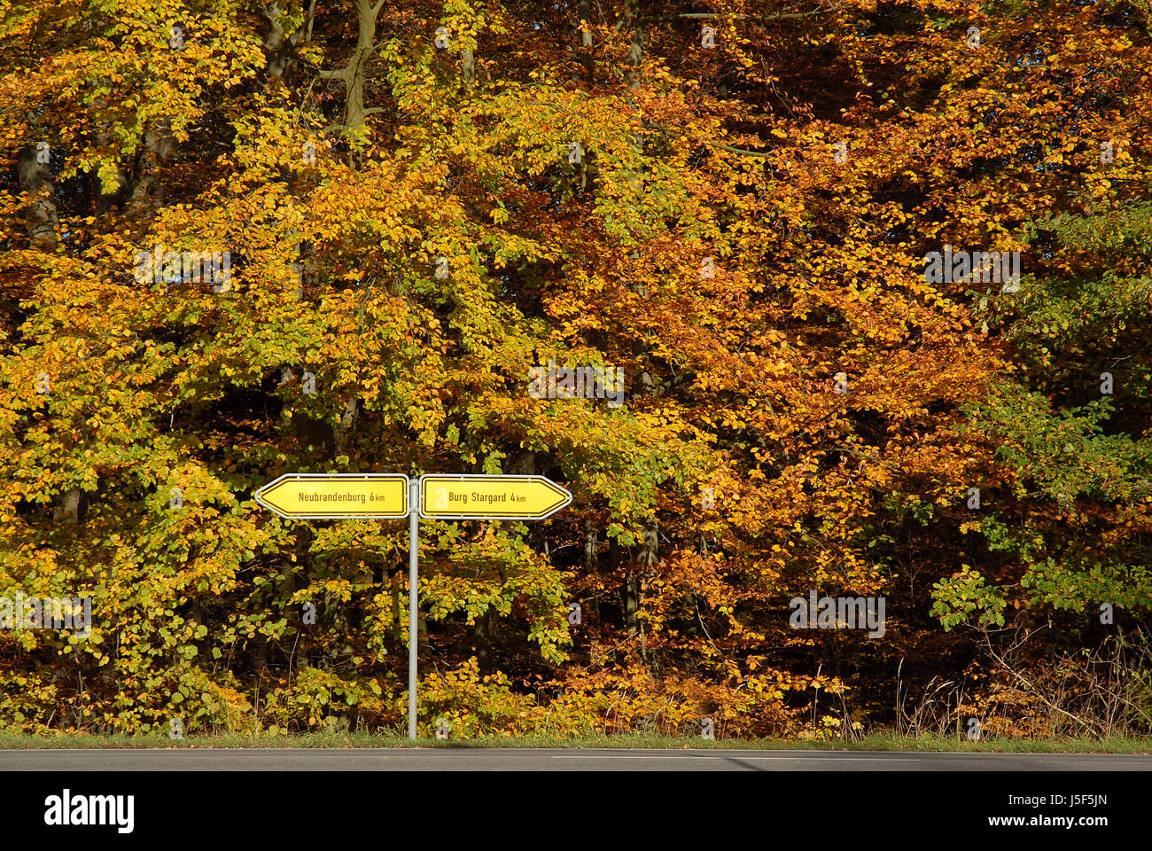 leaf tree trees leaves deciduous forest signpost autumn colouring right ...