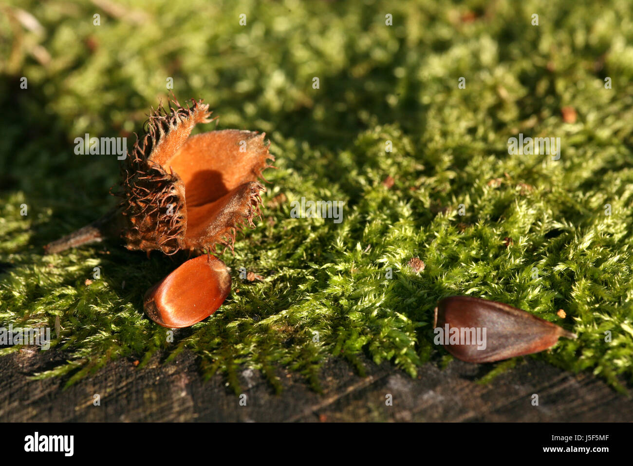 Branch with beechnuts fagus sylvatica hi-res stock photography and ...