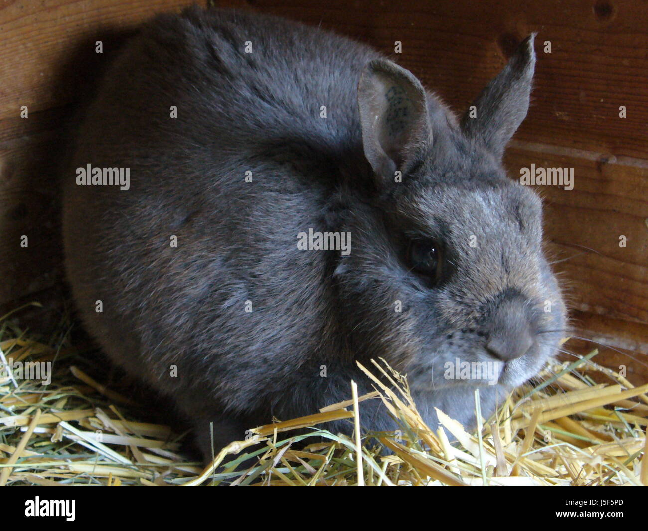 wait waiting pet rabbit hare stable straw female small animal rabbits ...