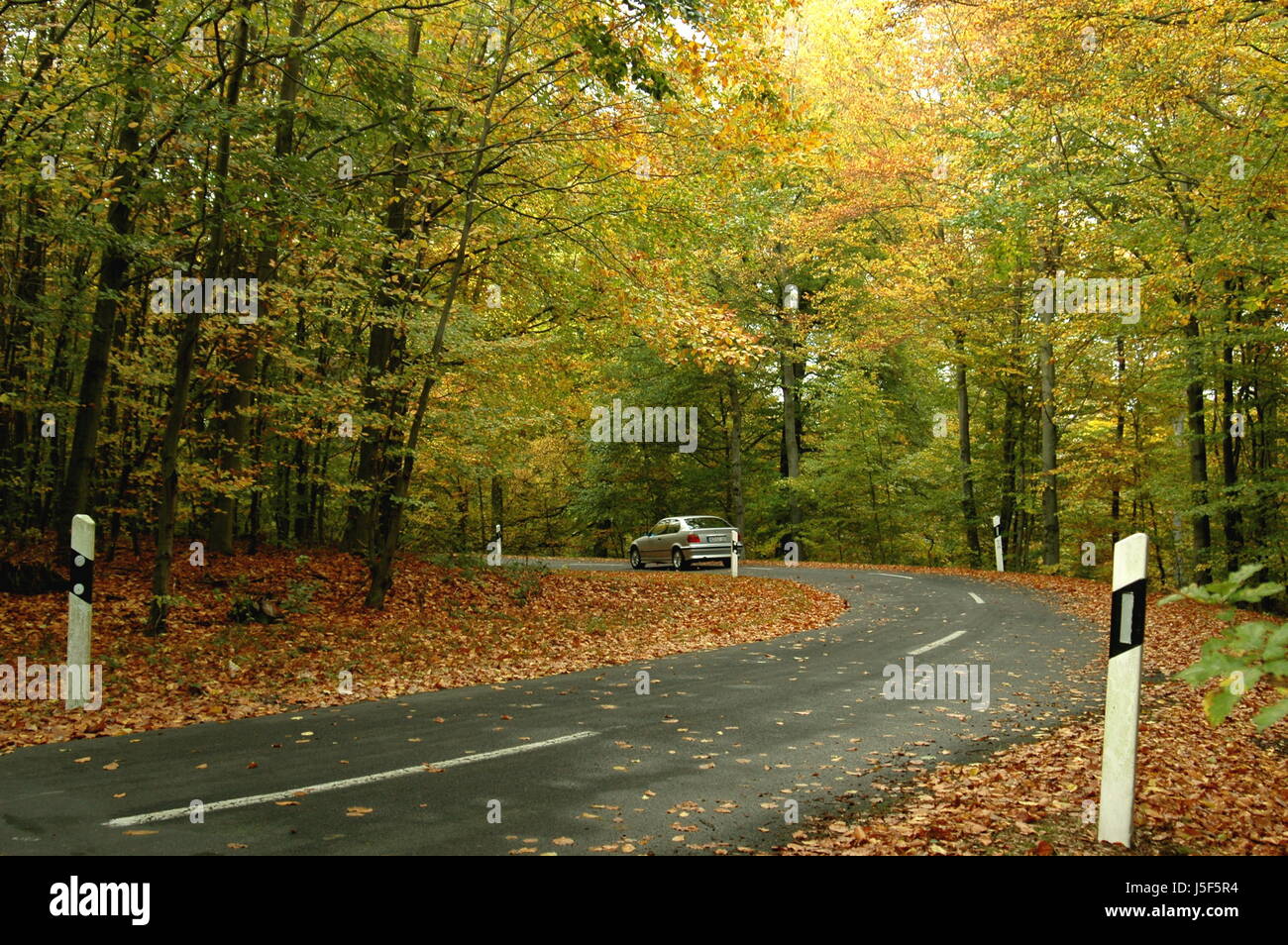 tree trees leaves car automobile vehicle means of travel motor vehicle ...