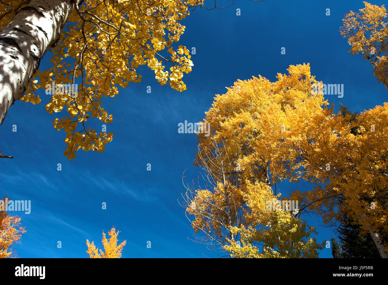 colour tree trees green national park usa autumnal coloured america ...
