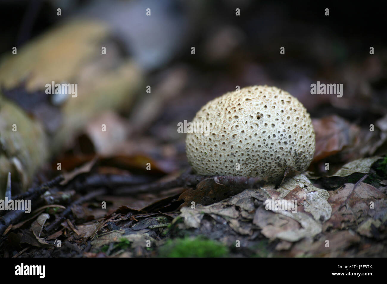 tuber mushroom fungus autumn foliage toadstool bulbous forest leaves ...