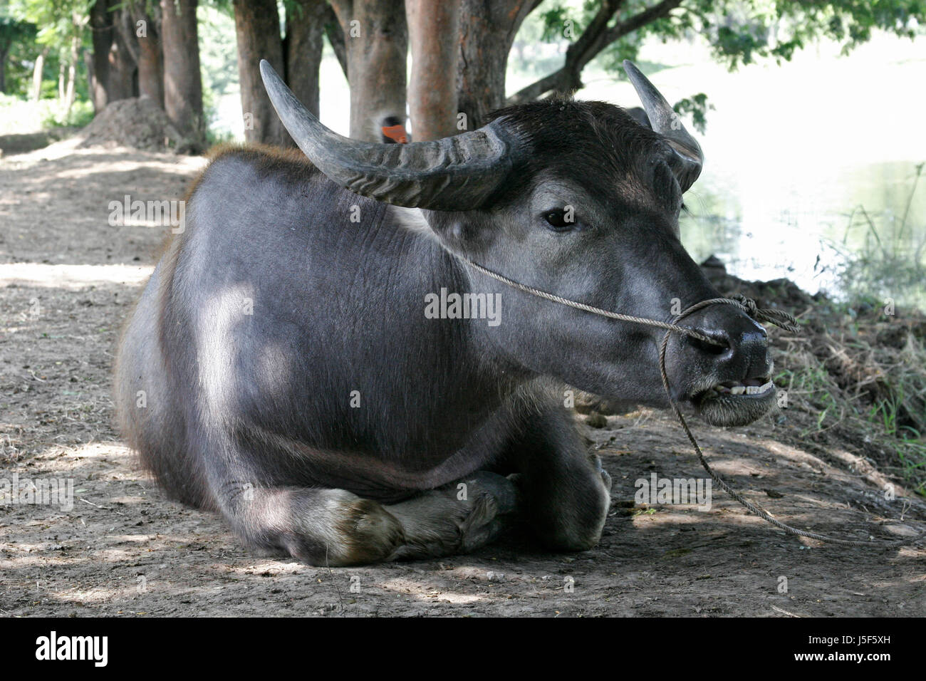 animal asia horn lie lying lies thailand cornets bovine farm animal ...