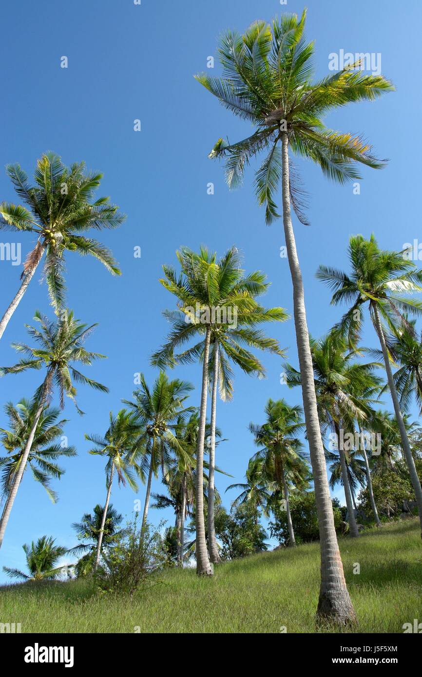 blue leaf tree green wood trunk summer summerly loneliness branch bark ...