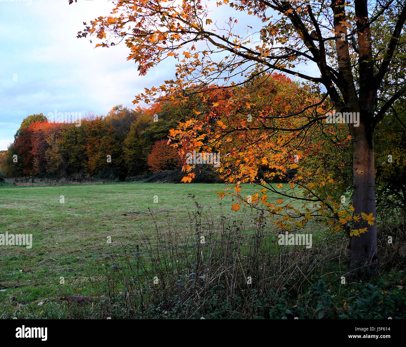 blue colour tree leaves coloured colourful gorgeous multifarious richly ...