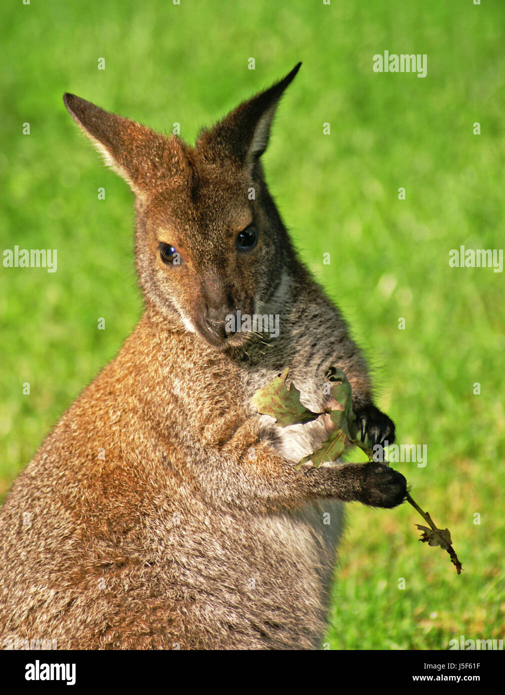 mammal eyes look glancing see view looking peeking looking at skin ...