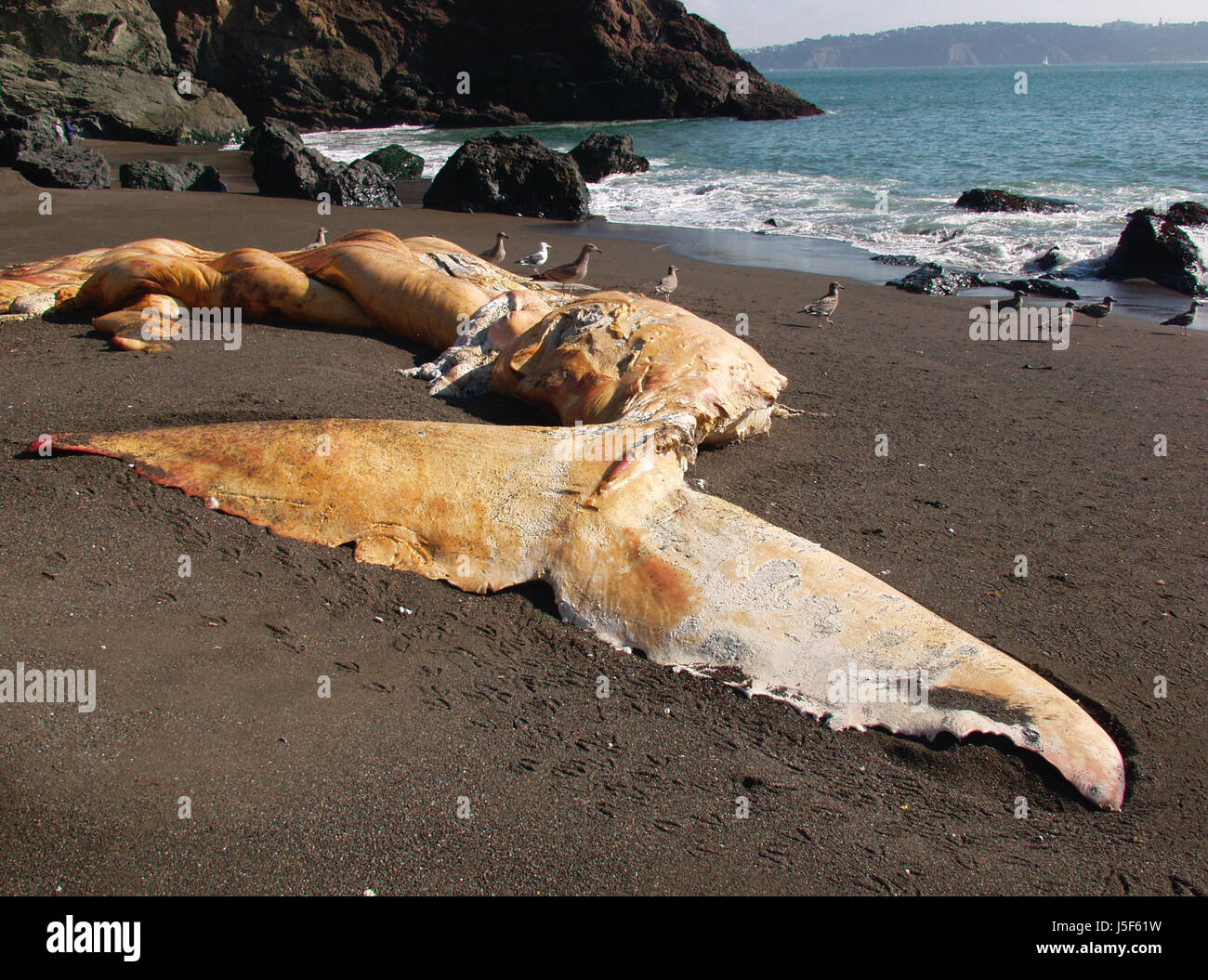 animal animals beach seaside the beach seashore usa california mammals ...