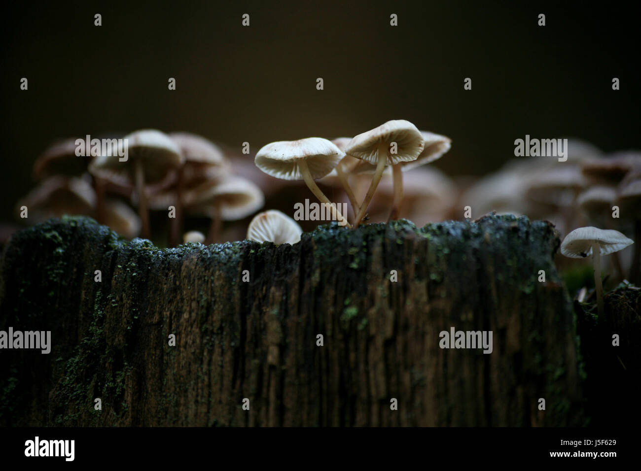 Rosablttriger helmling hi-res stock photography and images - Alamy