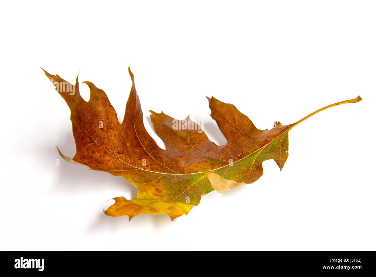 Bent oak hi-res stock photography and images - Alamy