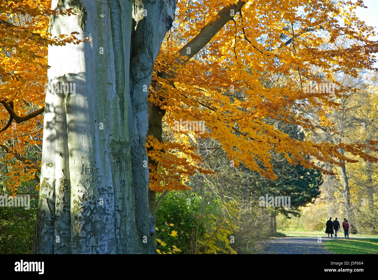 leaves mourning sorrow path way fall autumn humans human beings people ...