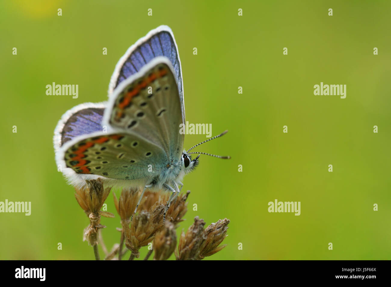 protected sheltered animal insect insects bloom blossom flourish ...