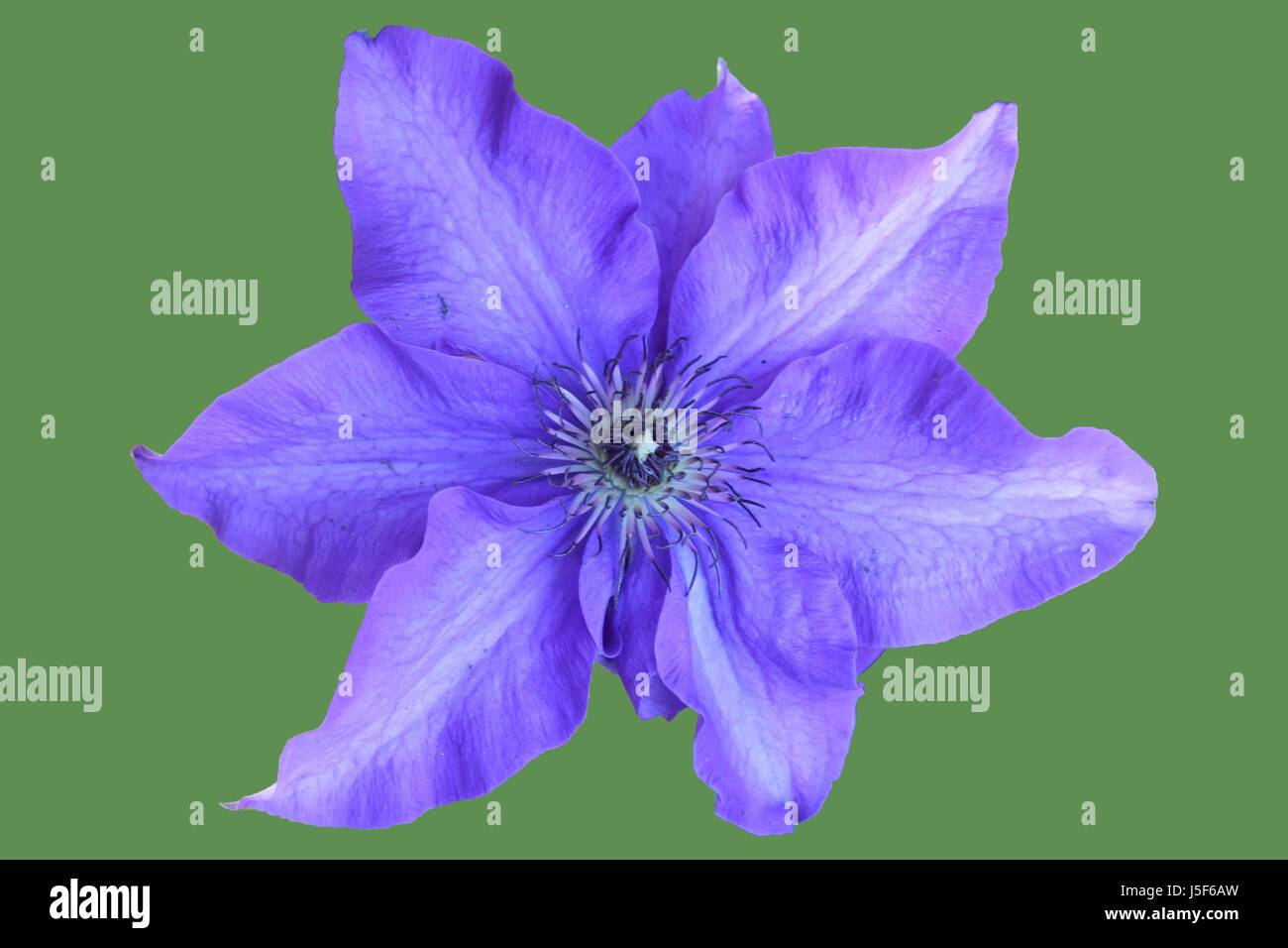 Gimp computer hi-res stock photography and images - Alamy