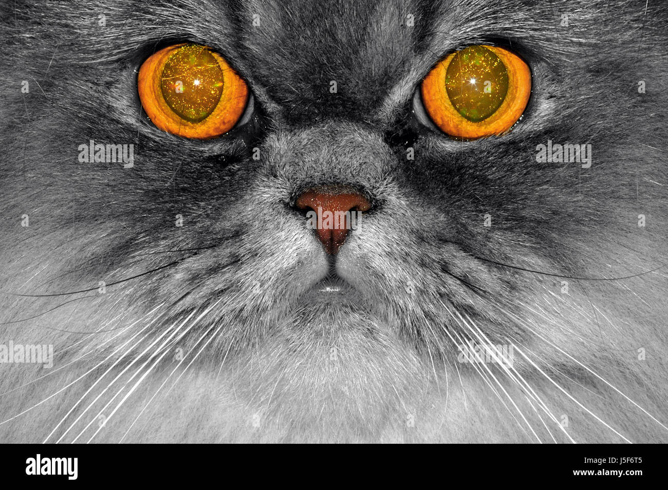 the hypnotic cat Stock Photo - Alamy