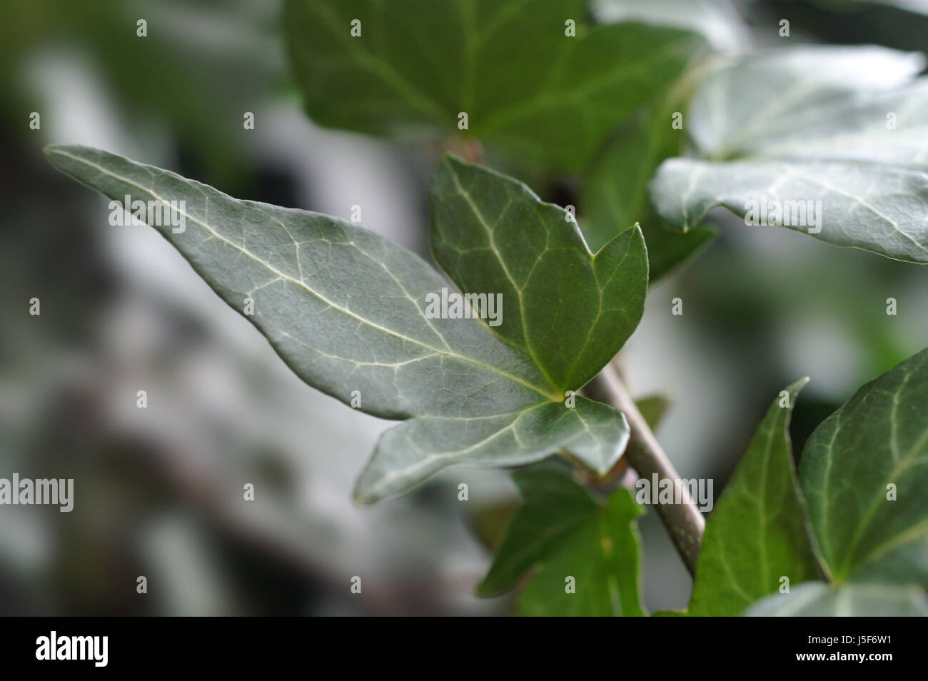 Ivy sheet hi-res stock photography and images - Alamy