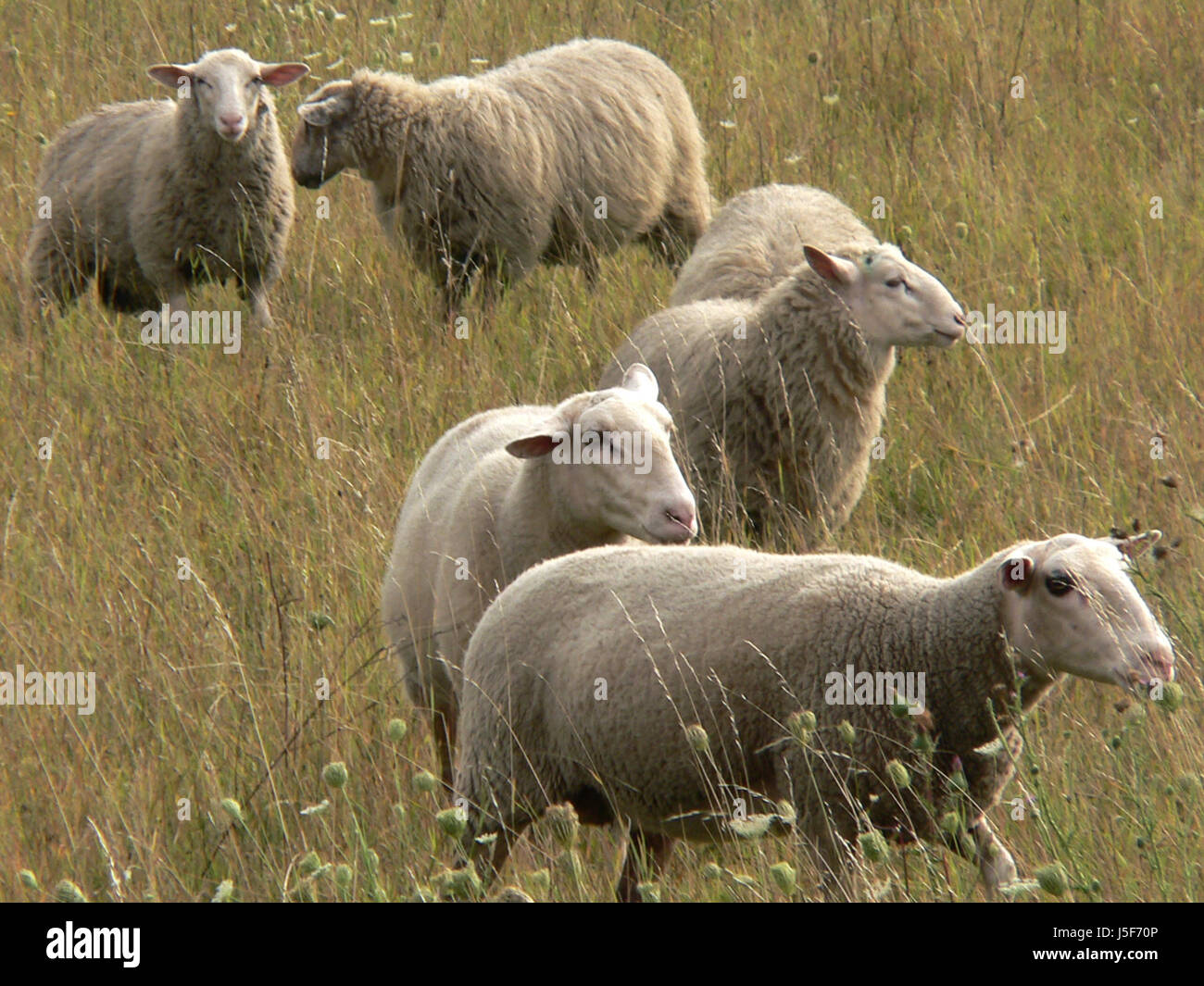 mammal animals summer summerly skin sheep farm farm animal flock of sheep sheep Stock Photo - Alamy