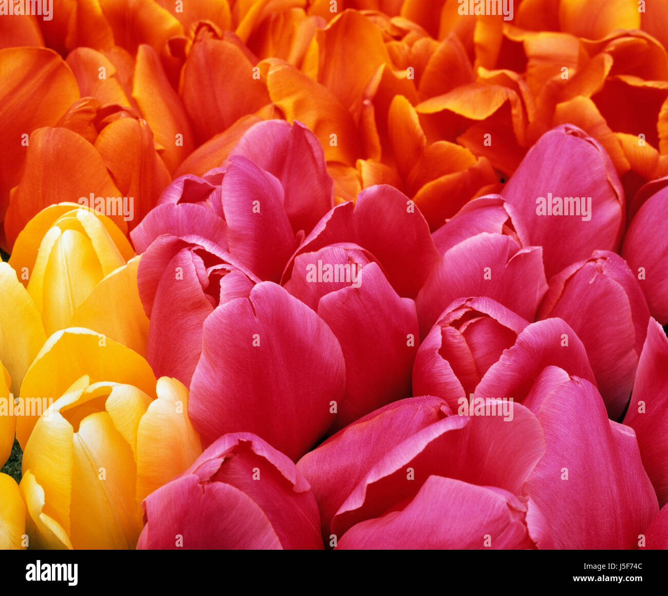 Mass of colour hi-res stock photography and images - Alamy
