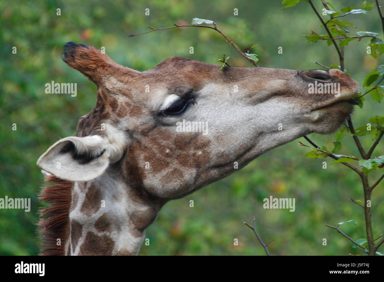 animal mammal eyes ears branch nose cornets giraffe ruminant nostrils ...