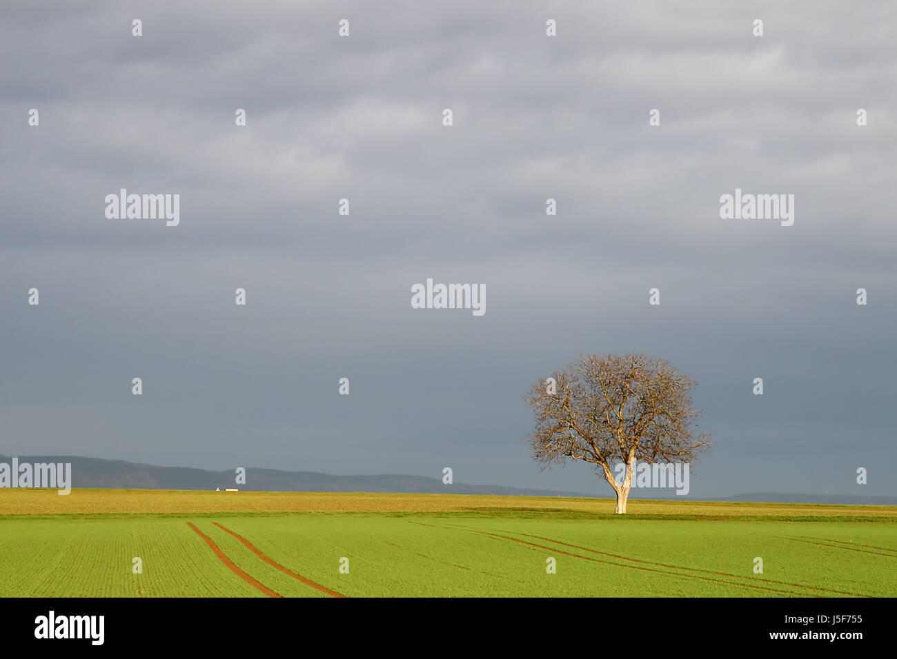 tree agriculture farming field hesse fields acre land realty ground ...