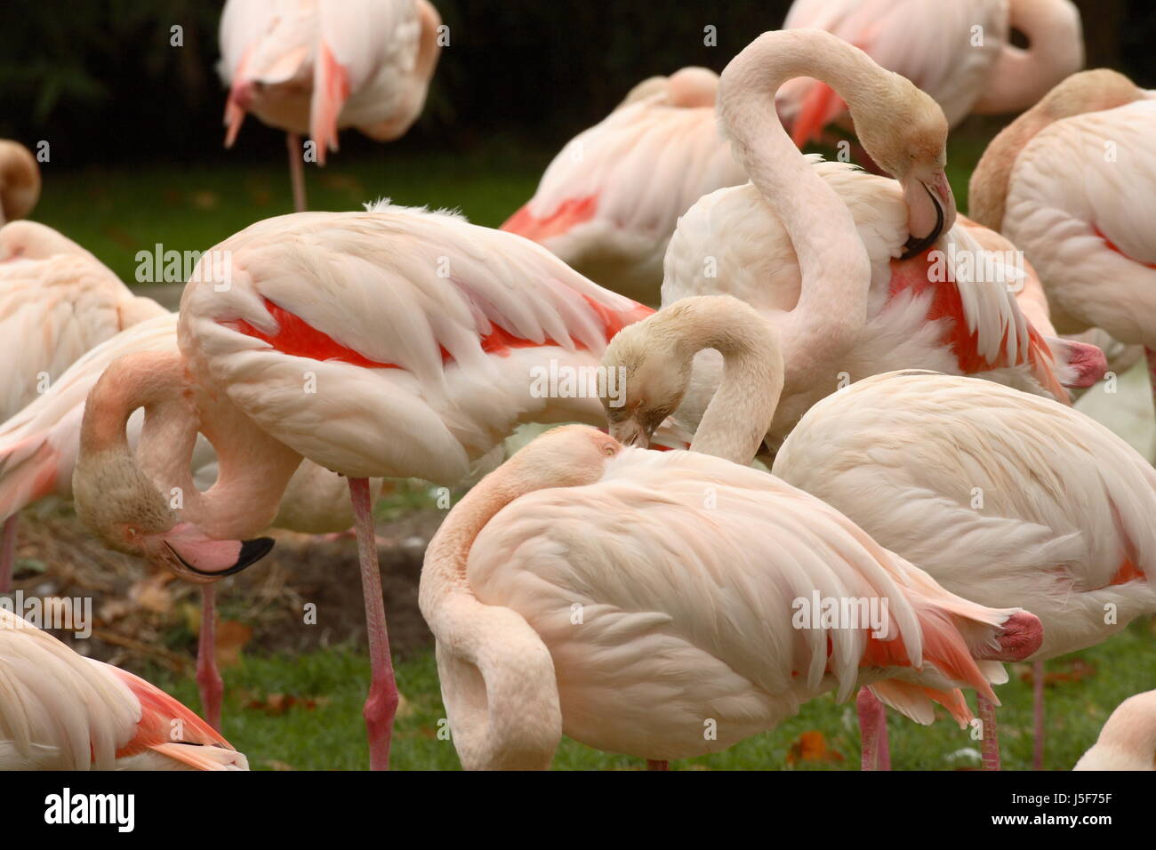 bird animals birds feathers beak heads feathering long beaks group ...
