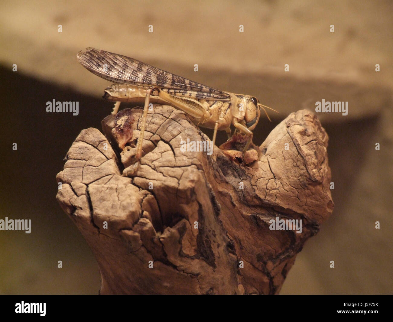 fodder desert wasteland pet insect insects wood saurian australia fear ...