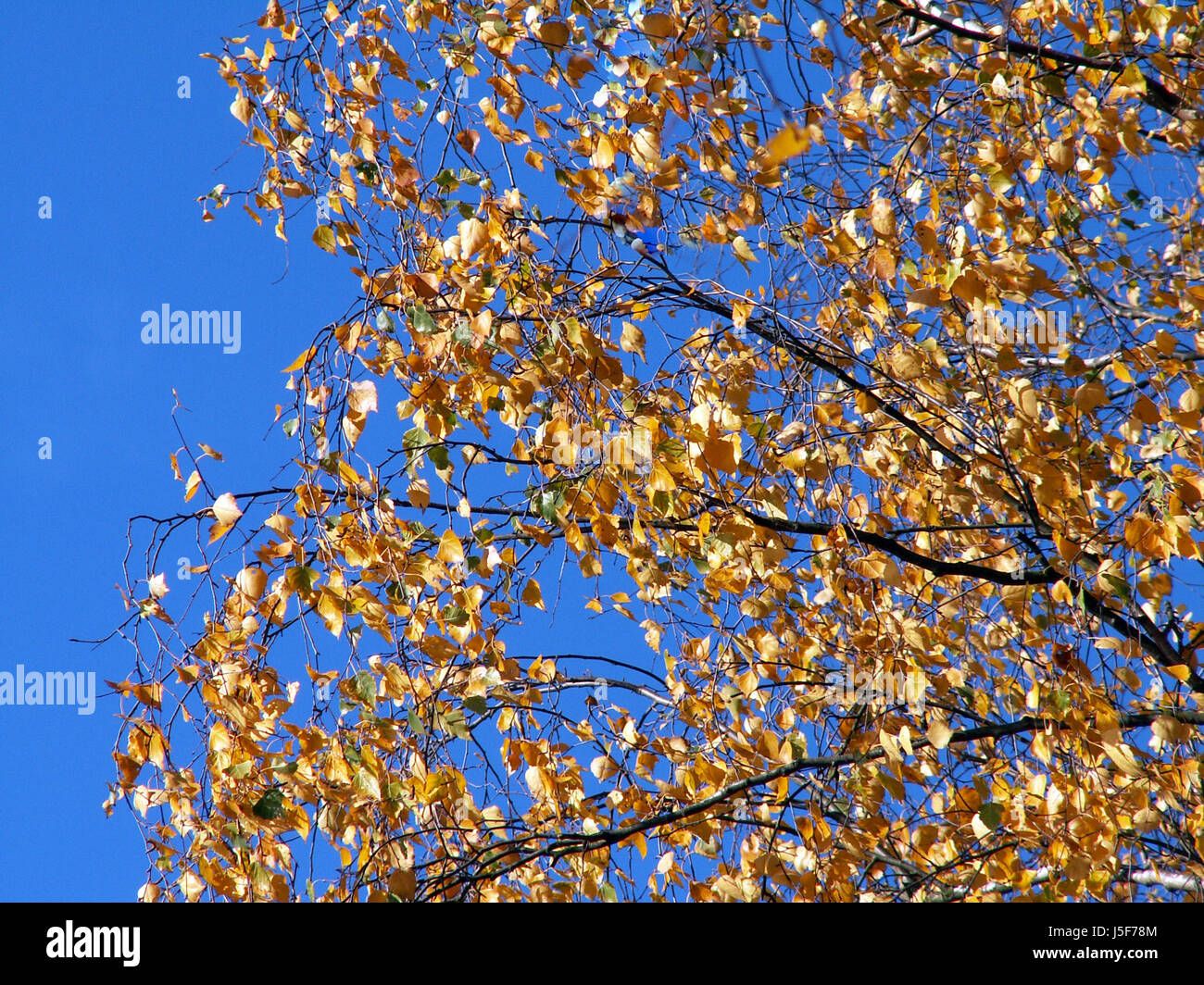 blue autumnal branches small tiny little short golden autumn foliage ...
