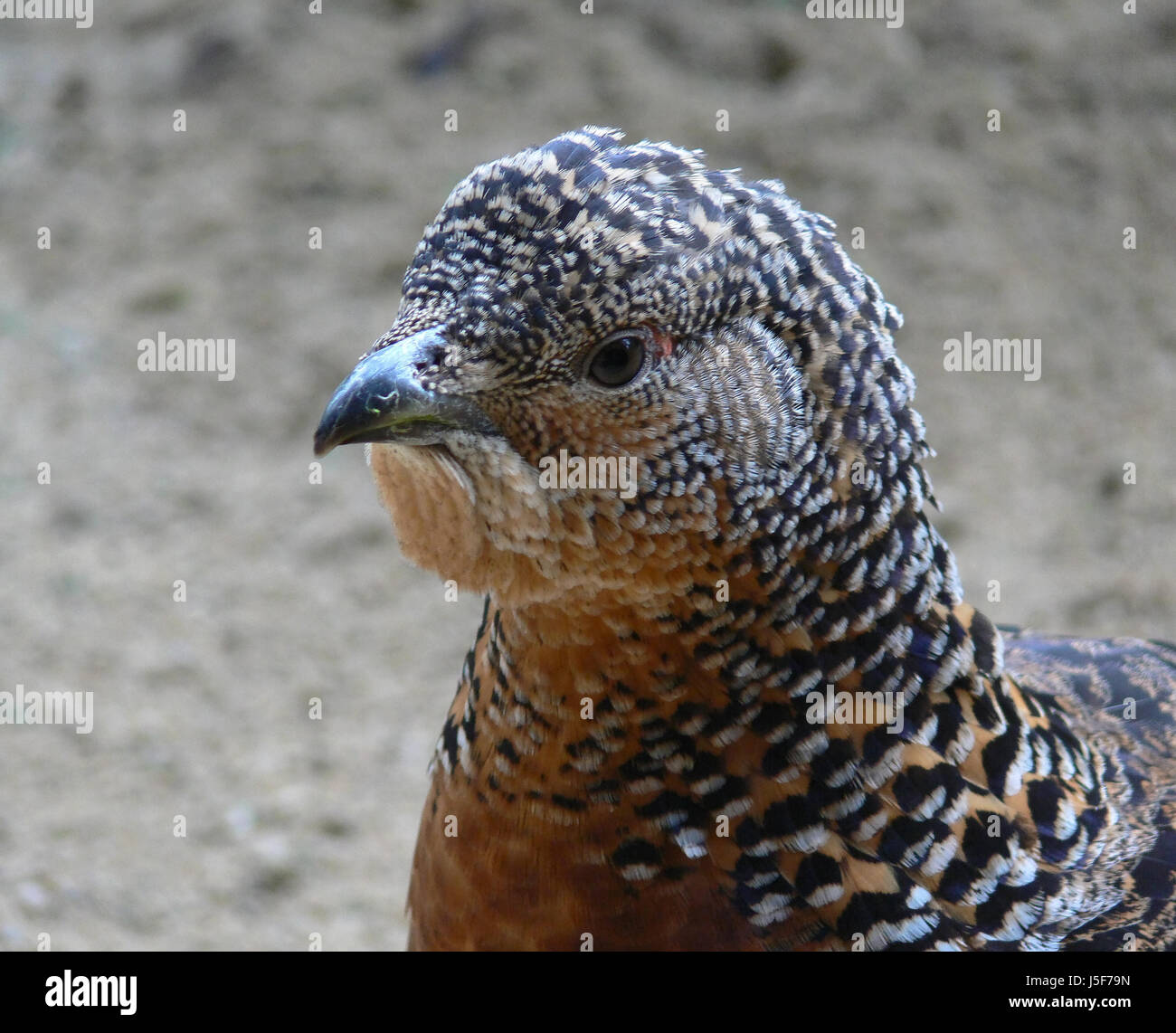 Hennen hi-res stock photography and images - Alamy