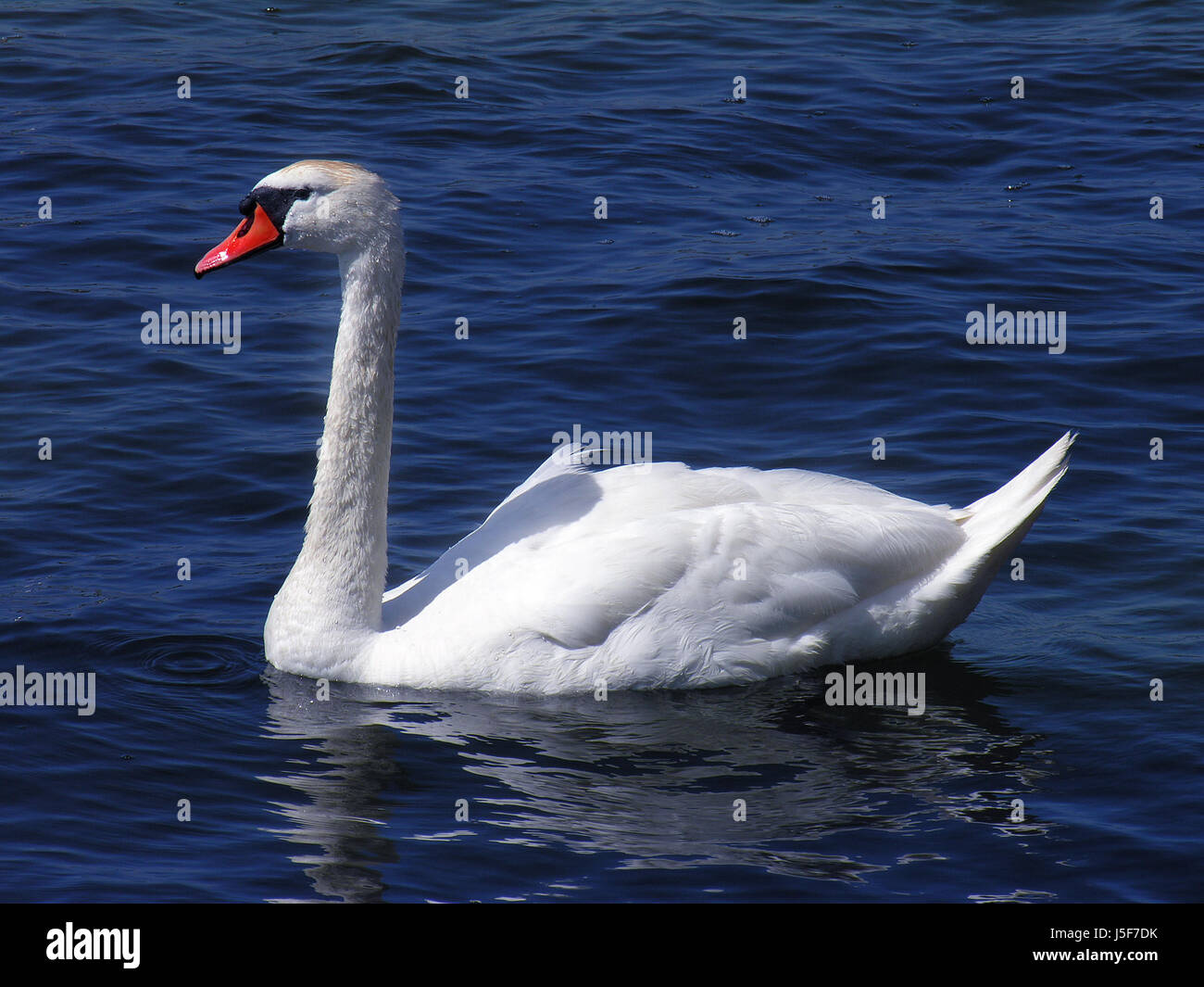 blue bird swan birds blank european caucasian swimming bird swimming ...