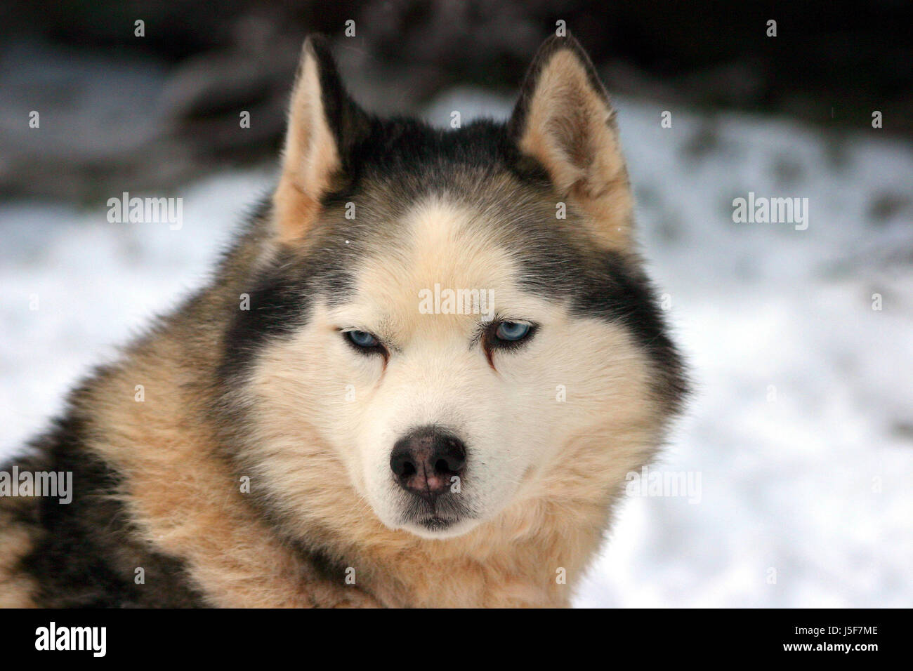 a faithful friend Stock Photo - Alamy