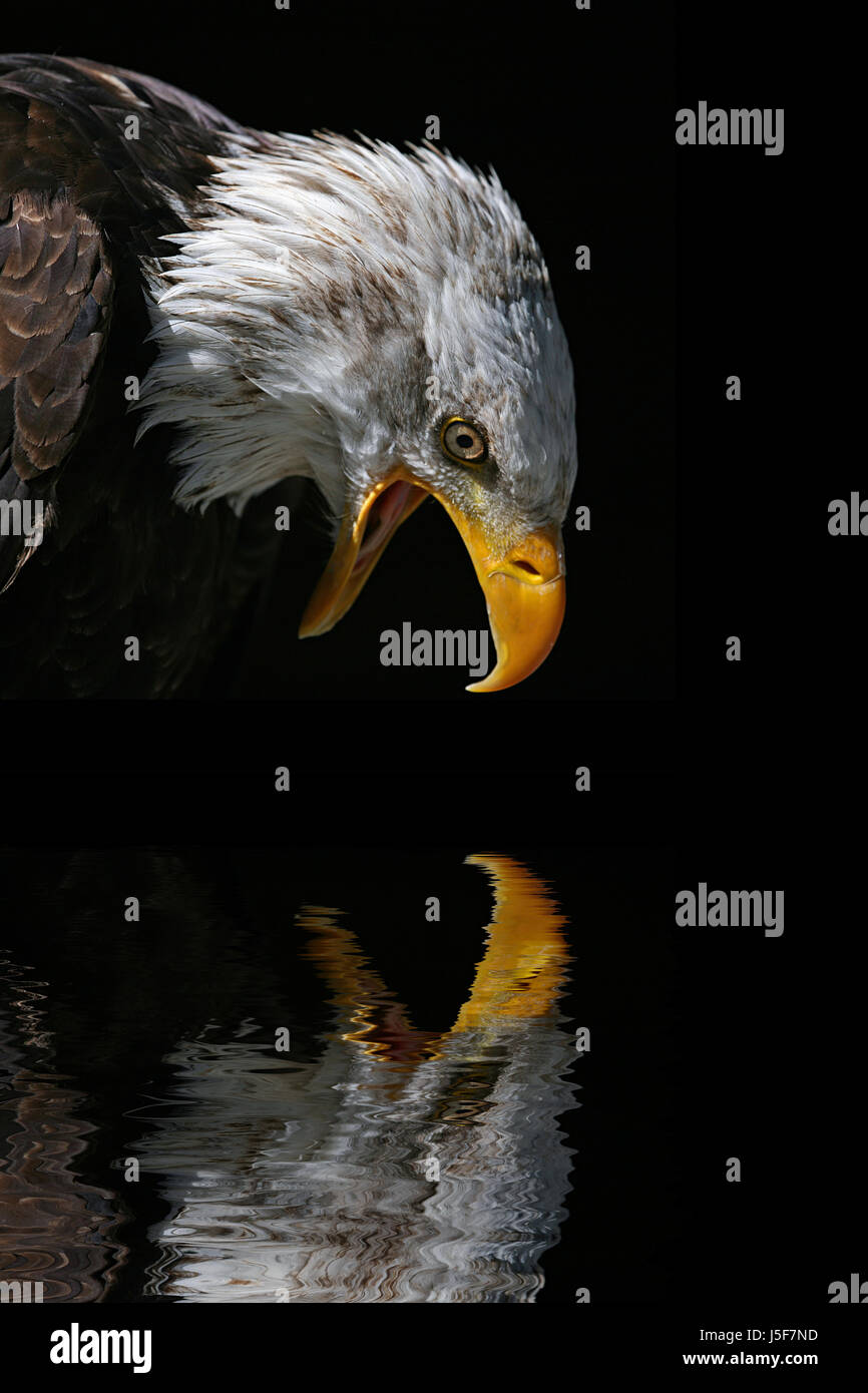 bird animals birds raptor look glancing see view looking peeking ...