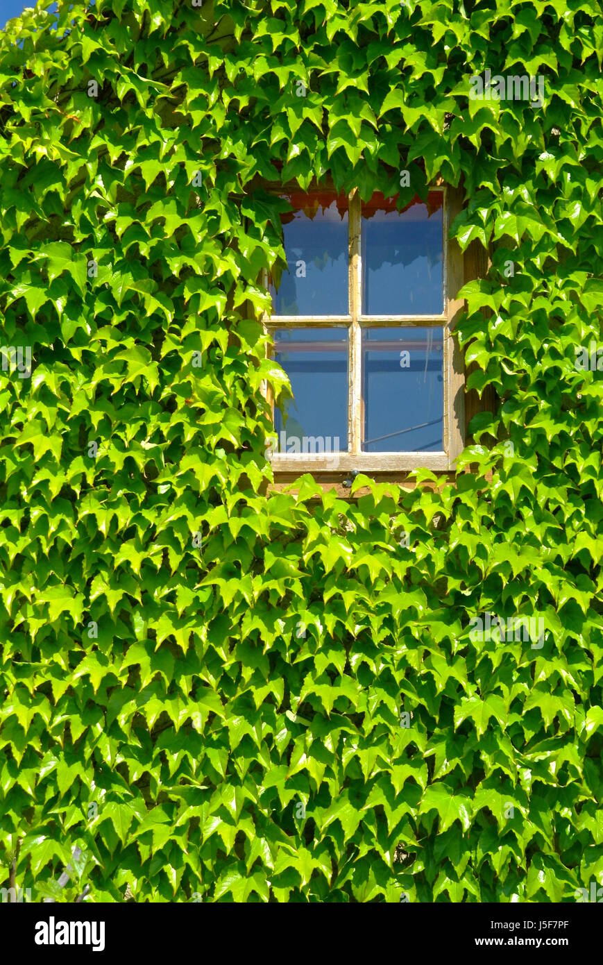 house building leaf tree garden plant window porthole dormer window ...