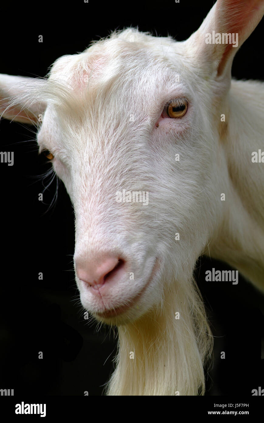 detail animal pet strong face agriculture farming portrait goat ...