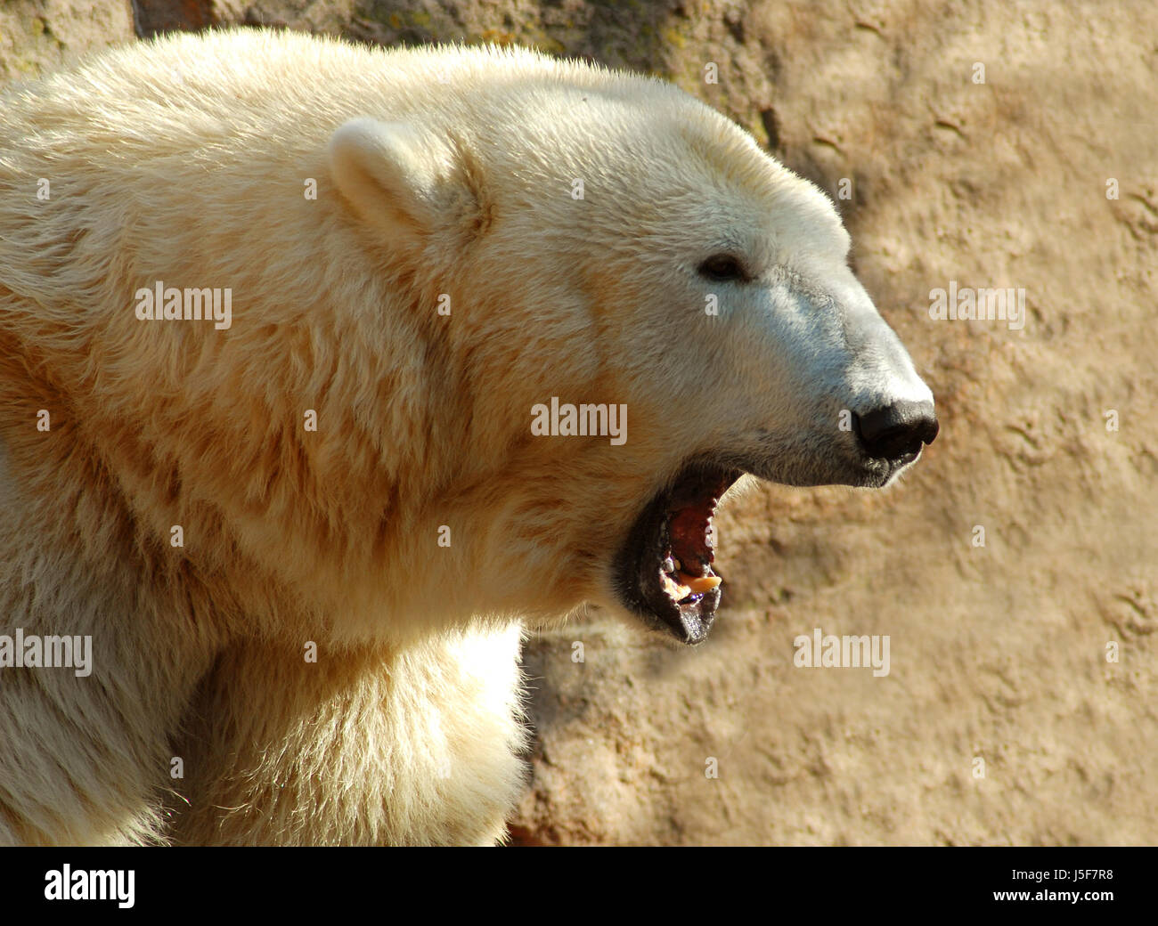 time for hibernation Stock Photo - Alamy