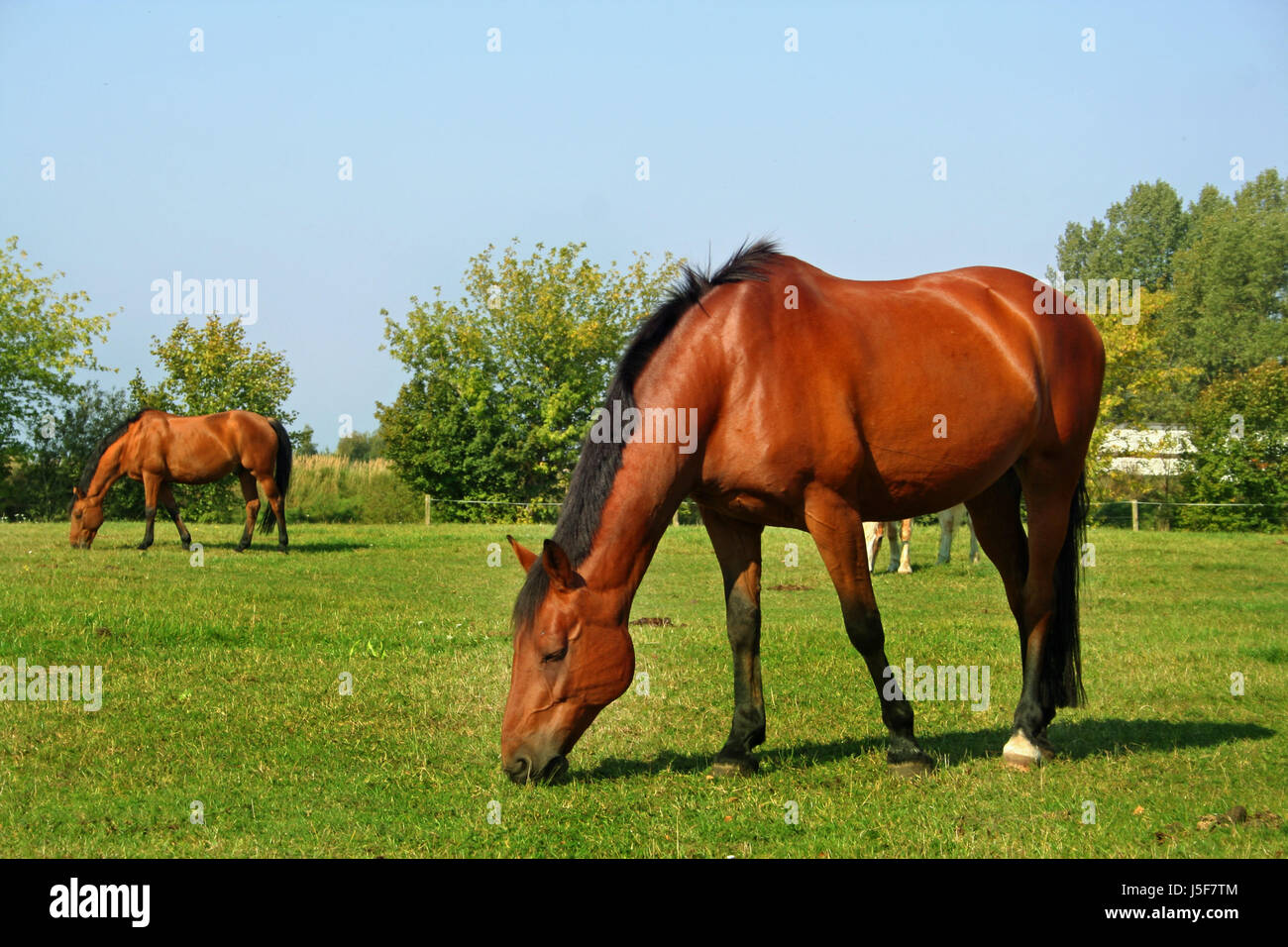 Pferdkoppel hi-res stock photography and images - Alamy