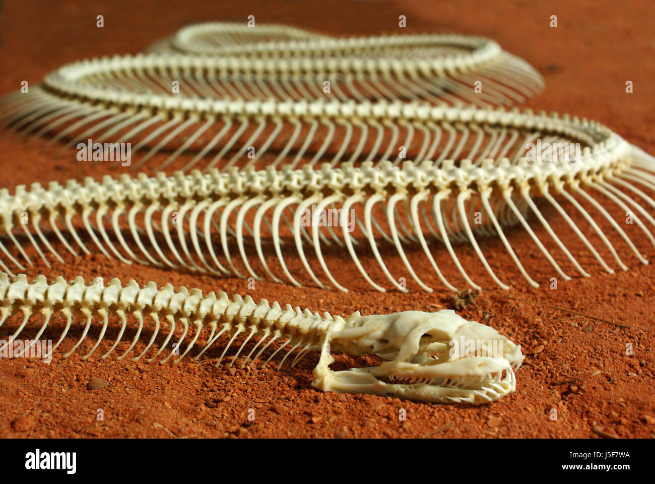 desert wasteland skull bone dry dried up barren skeleton vertebra ...