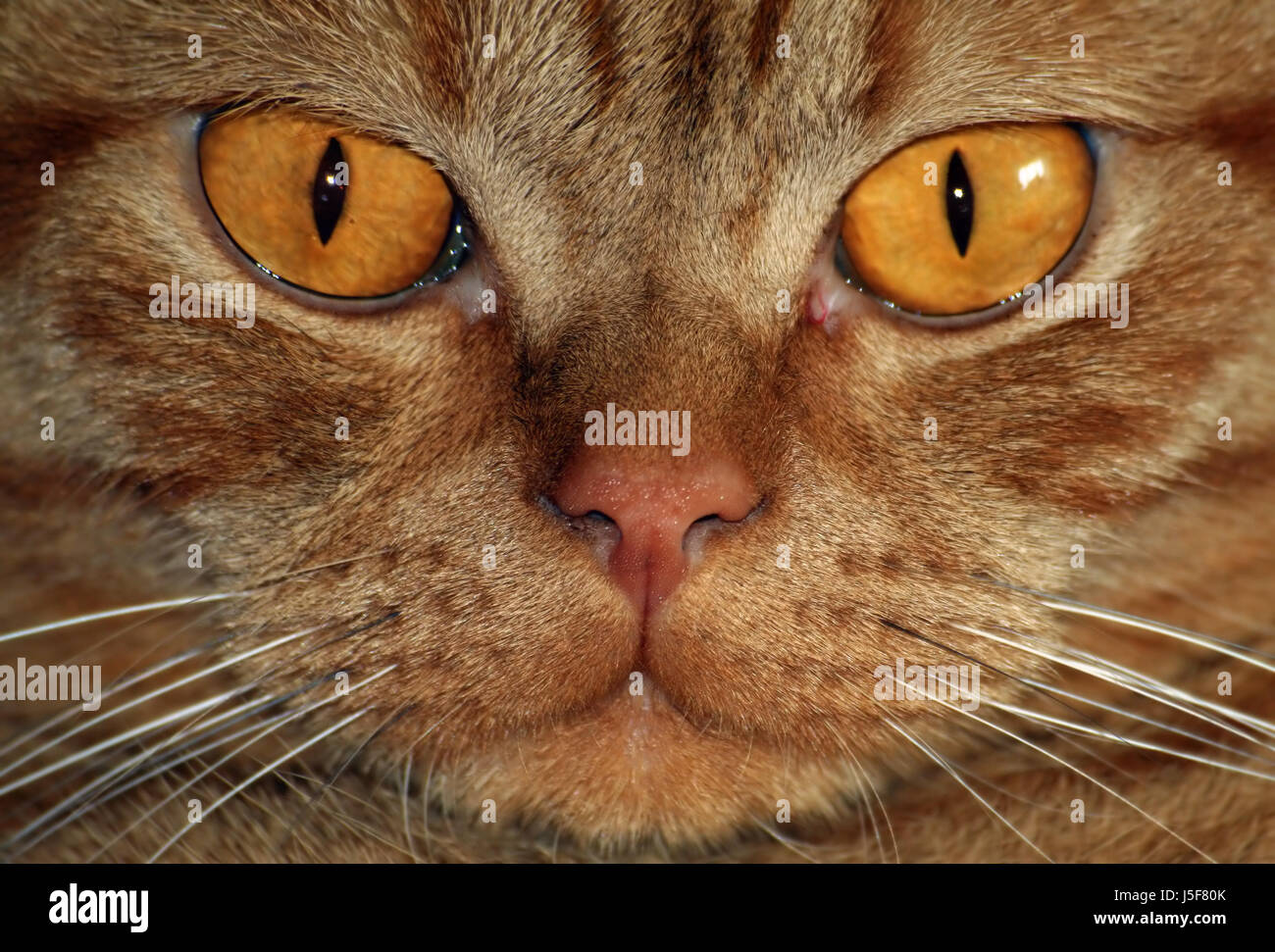 big cat is watching you Stock Photo - Alamy