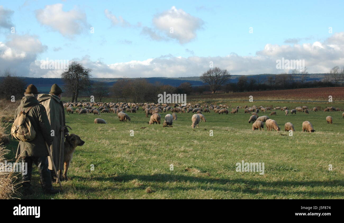 men man hat sheep dog lambs sheep (pl.) watchdog shepherd firmament sky ...