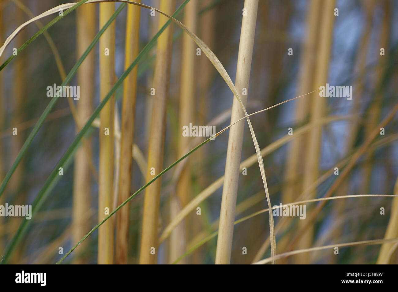 green reed biotop blades moist stalk design shaping formation shape ...