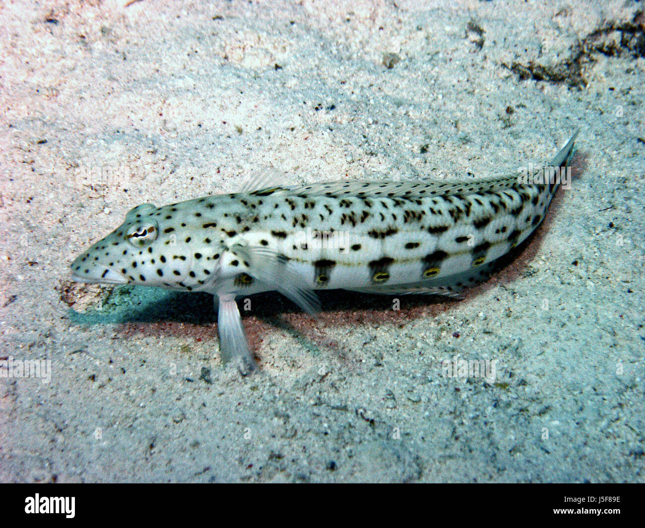 Harsh fish underwater fish pisces hi-res stock photography and images ...