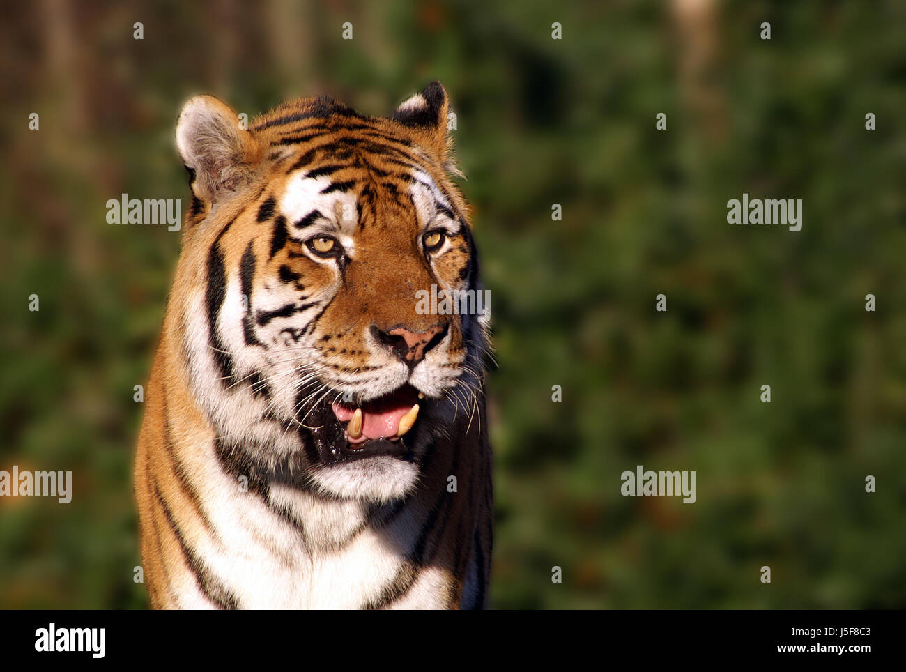 profile animal mammal mouth teeth tongue portrait big cat feline ...