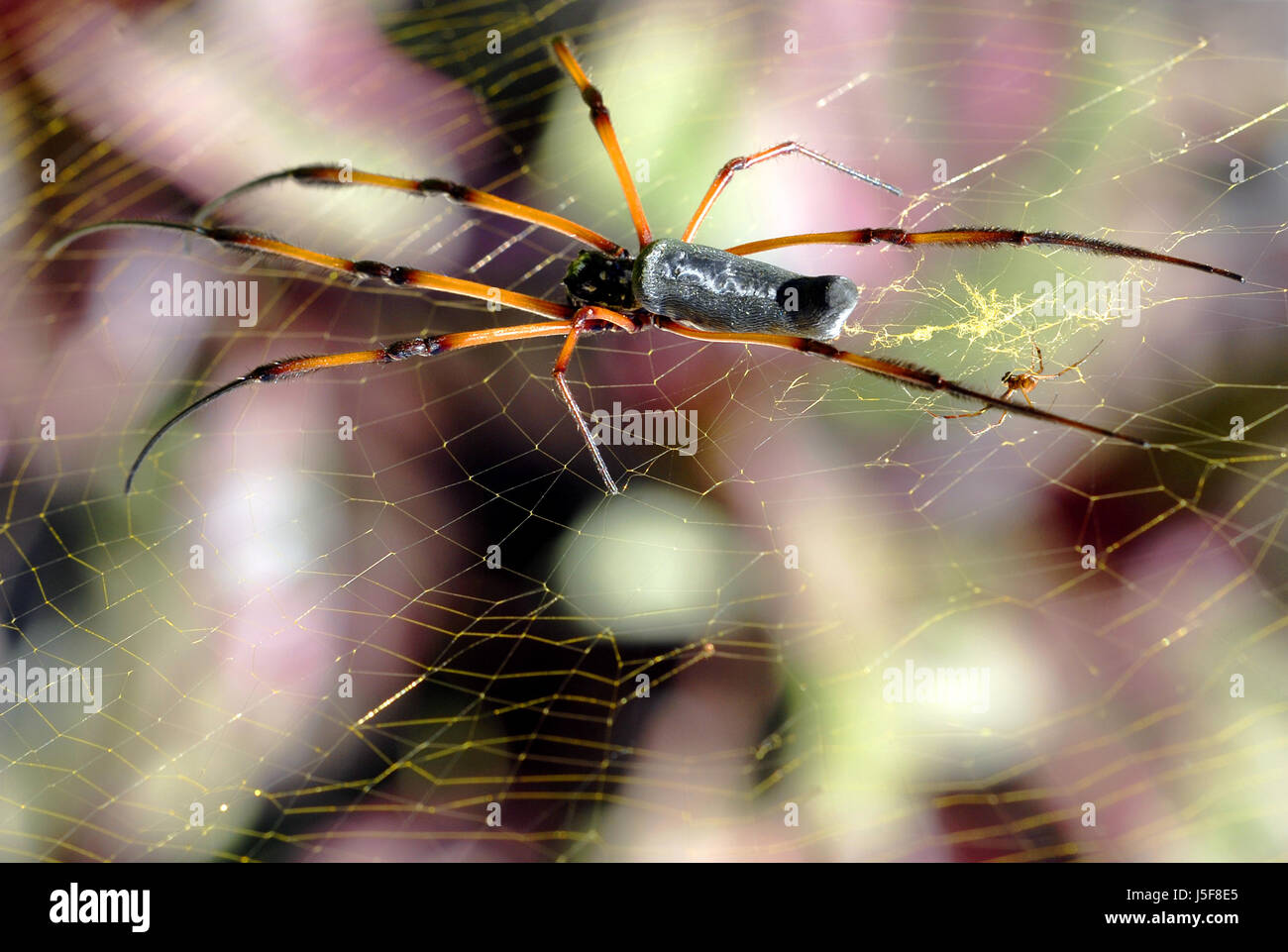 palm spider or spider silk Stock Photo - Alamy