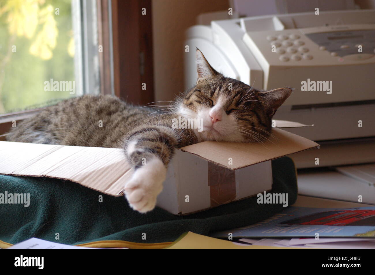 the office cat Stock Photo - Alamy