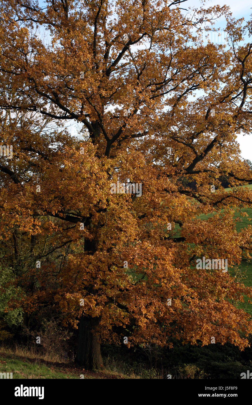 tree coloured colourful gorgeous multifarious richly coloured deciduous ...