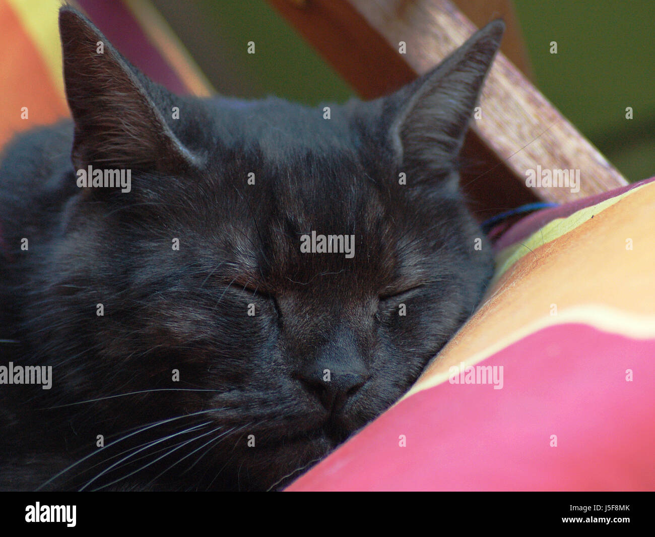 black cat sleeping Stock Photo - Alamy