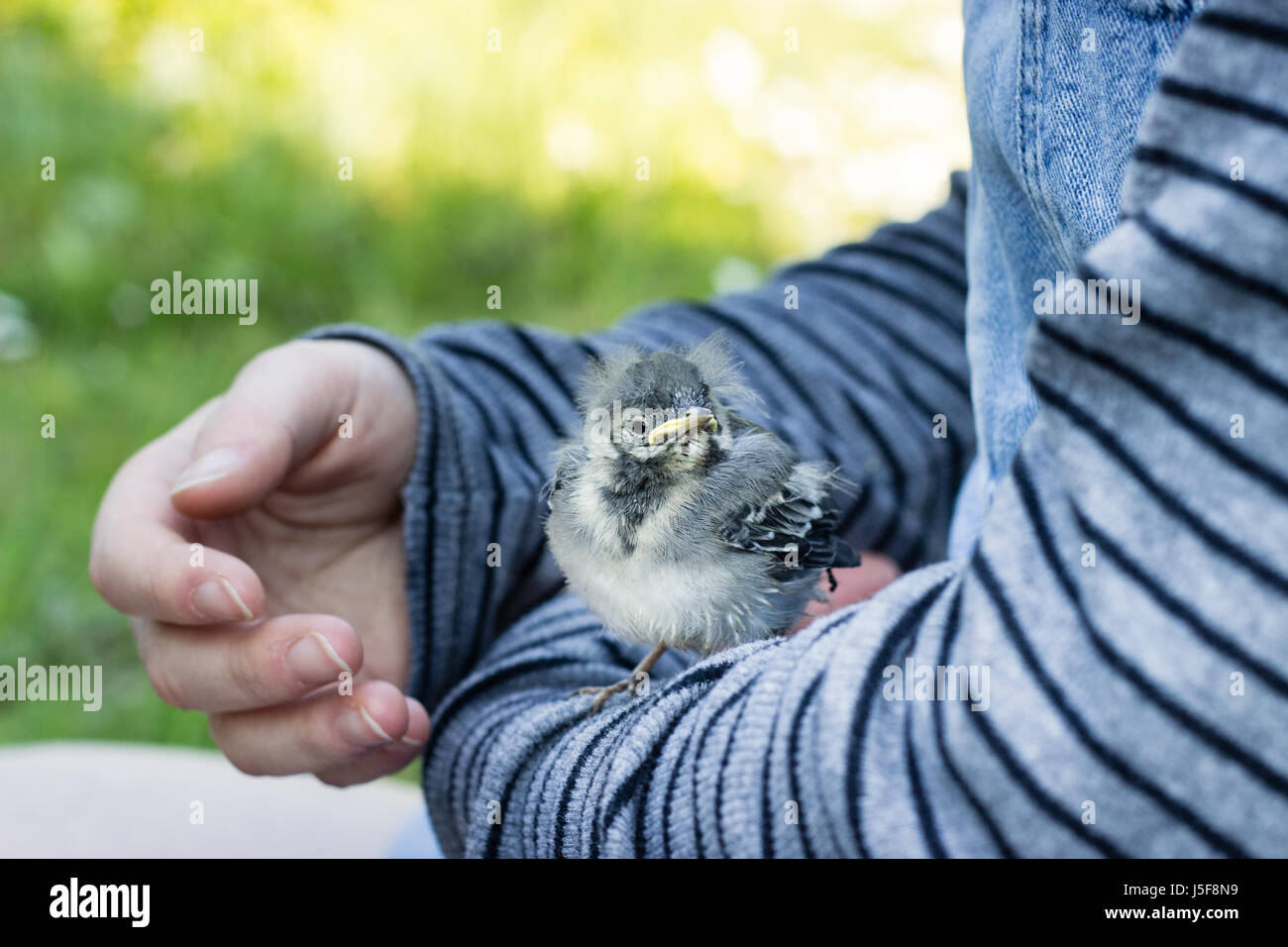 A girl with a young songbird on arm Stock Photo - Alamy