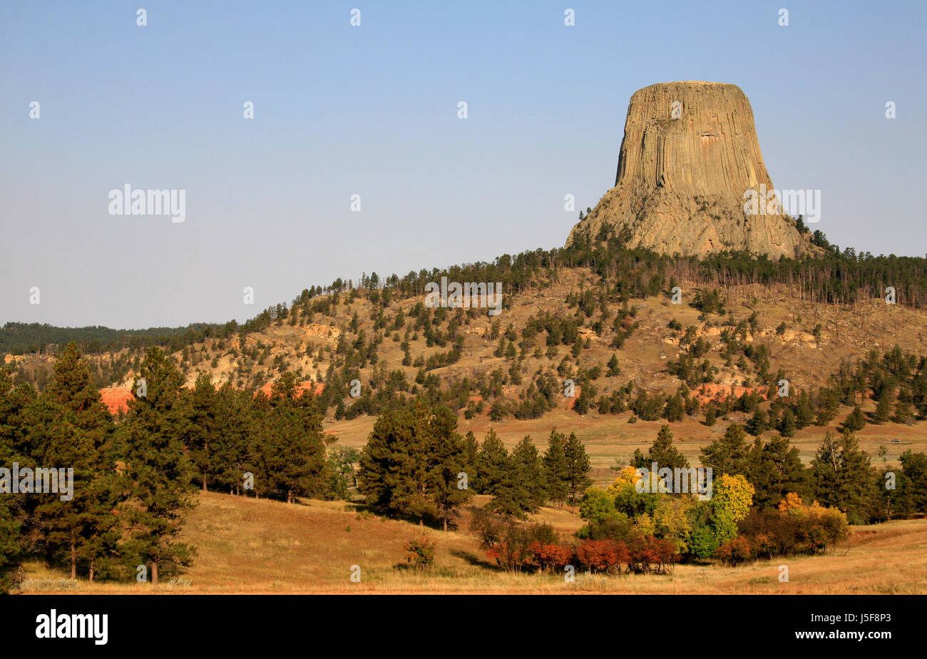 Indian devil tree hi-res stock photography and images - Alamy