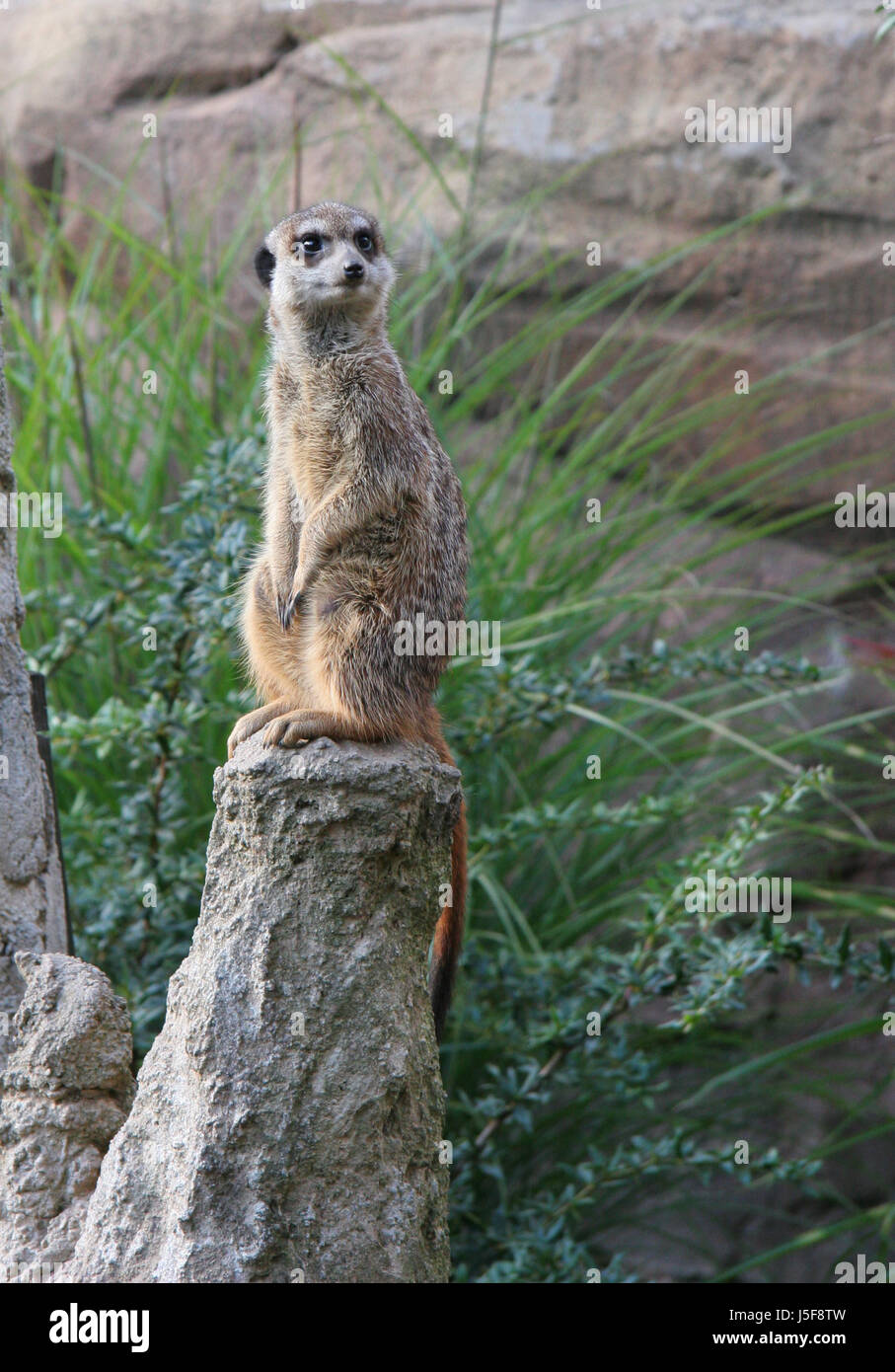 stone animal animals look glancing see view looking peeking looking at ...