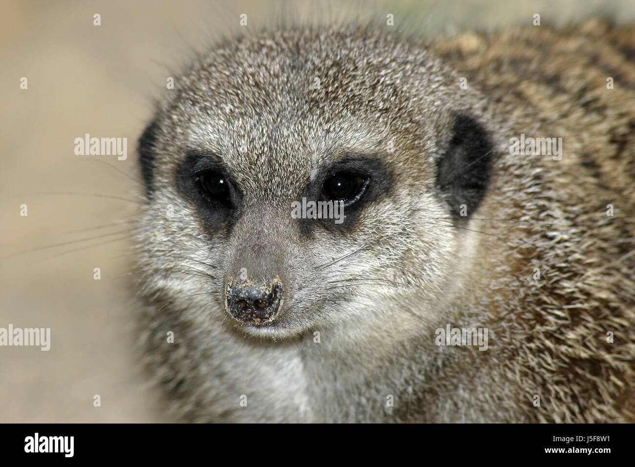 macro close-up macro admission close up view mammal face portrait ...