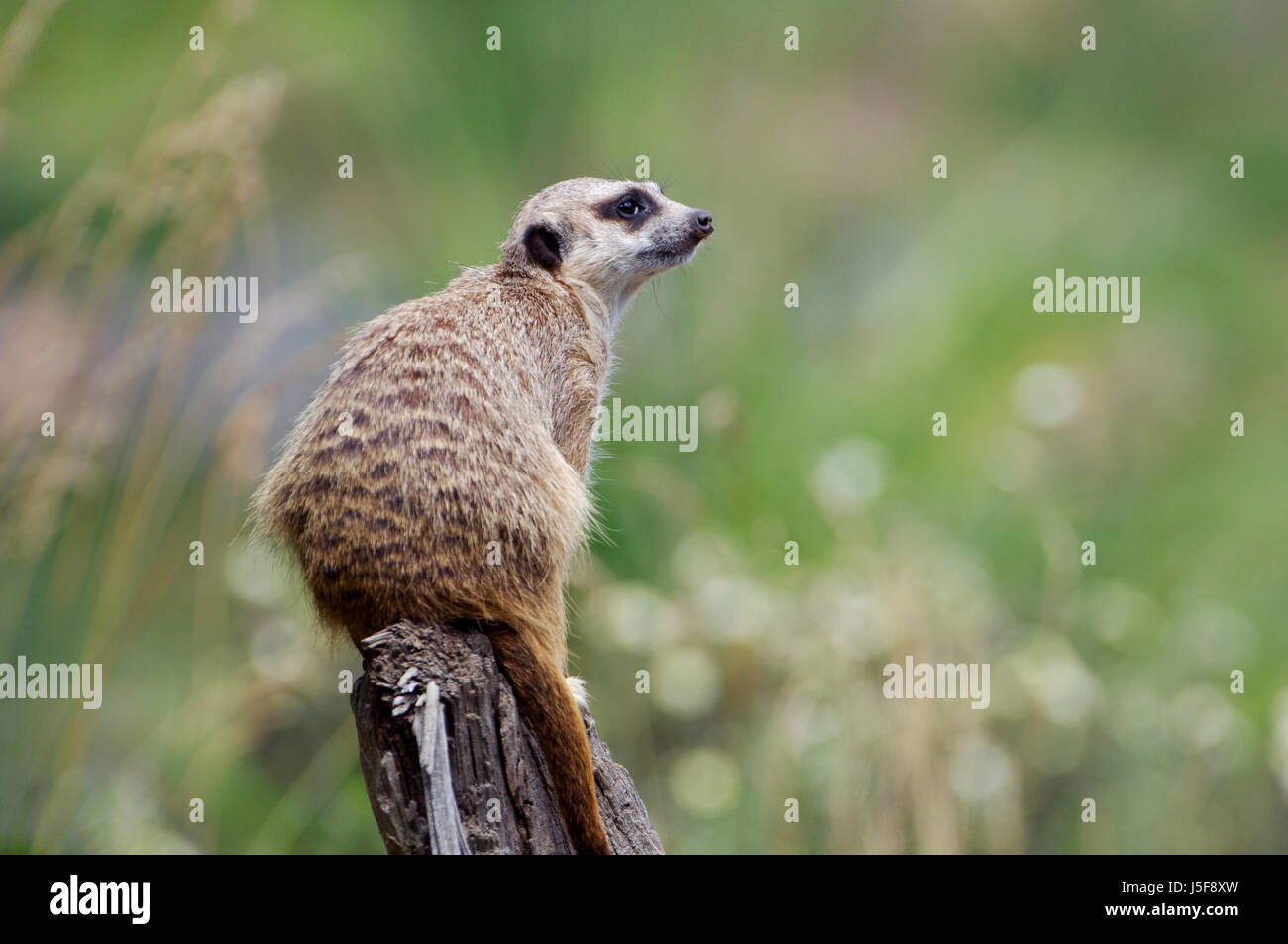 watchful watchdog mammals meerkat meerkats watching observe watch ...