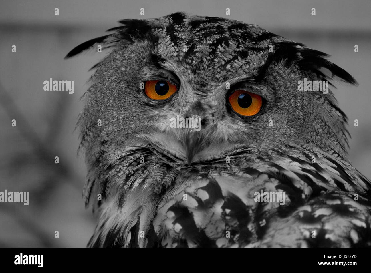 Sad eagle hi-res stock photography and images - Alamy