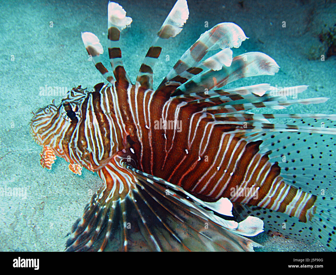 Rotfeuer fisch hi-res stock photography and images - Alamy
